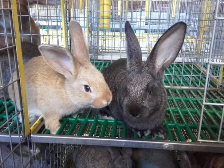 Sauvons les lapins de laboratoire