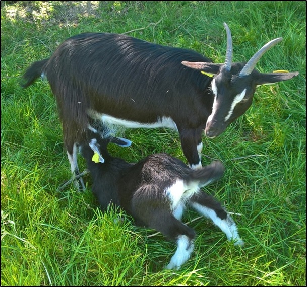Le « Chèvrôdon » - Ulule