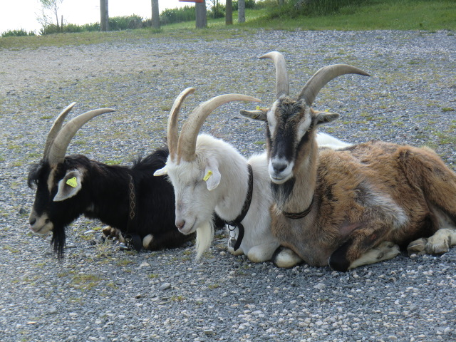LE RETOUR DES BOUCS à la maison - Ulule