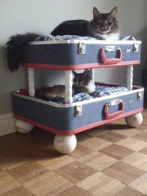 Le Carolo Cat