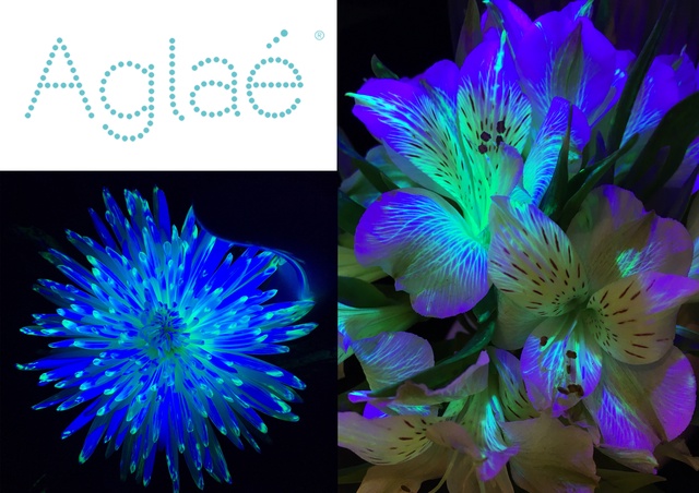 Aglaé, le végétal luminescent