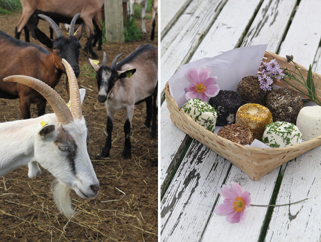 LA CHEVRE FOLLE * (Laouen Gavr) - Ulule