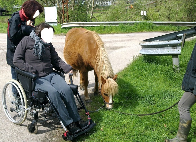 voiture d'attelage pour la médiation handi cheval