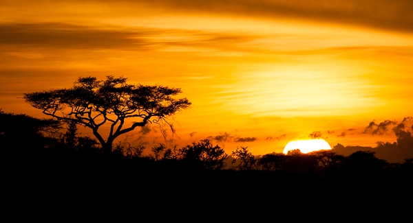 LE CHANT DE LA SAVANE - Ulule