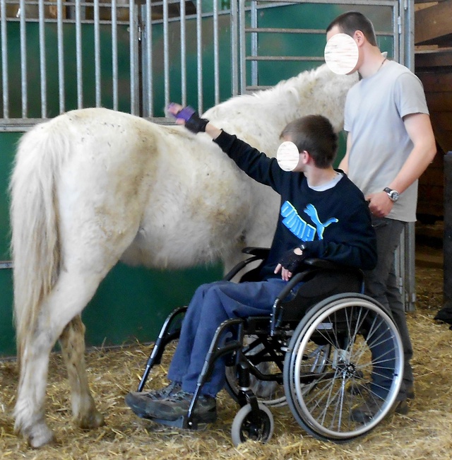 voiture d'attelage pour la médiation handi cheval
