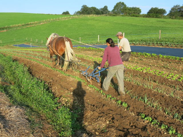 Un cheval sur la ferme du "Jardin Fertile"
