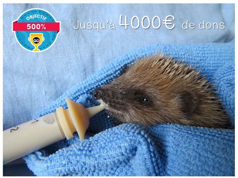 Gilbert, le hérisson sans piquants