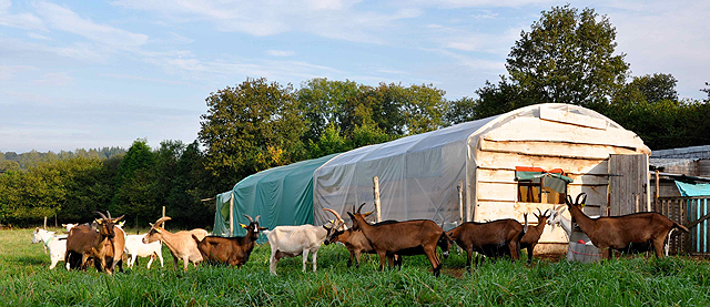 LA CHEVRE FOLLE * (Laouen Gavr) - Ulule