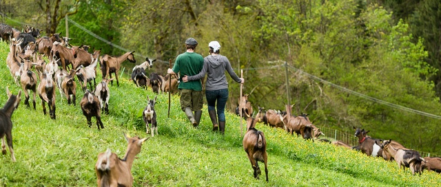 La chevrerie de Lily