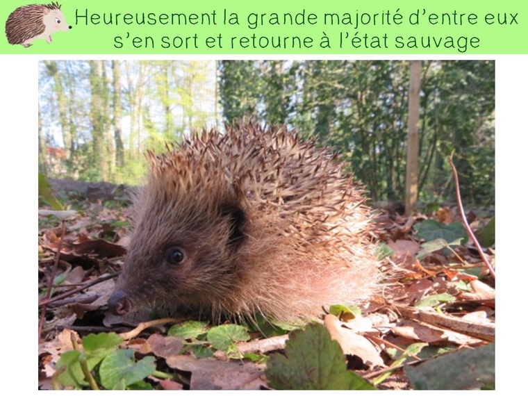 Gilbert, le hérisson sans piquants