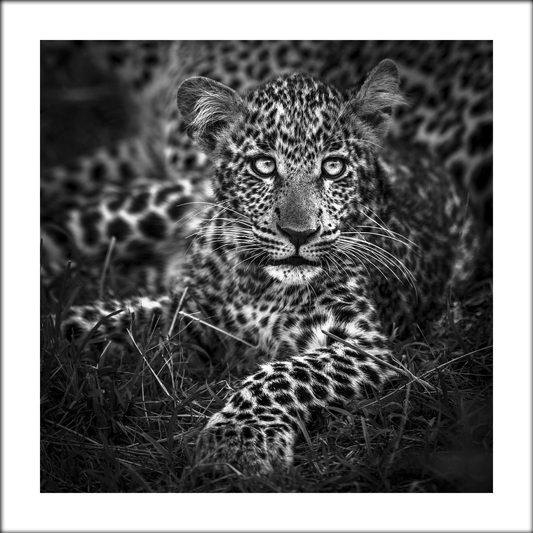 PARDUS - sur la trace du leopard - Ulule