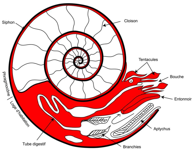 Les ammonites pyriteuses du Toarcien - Ulule